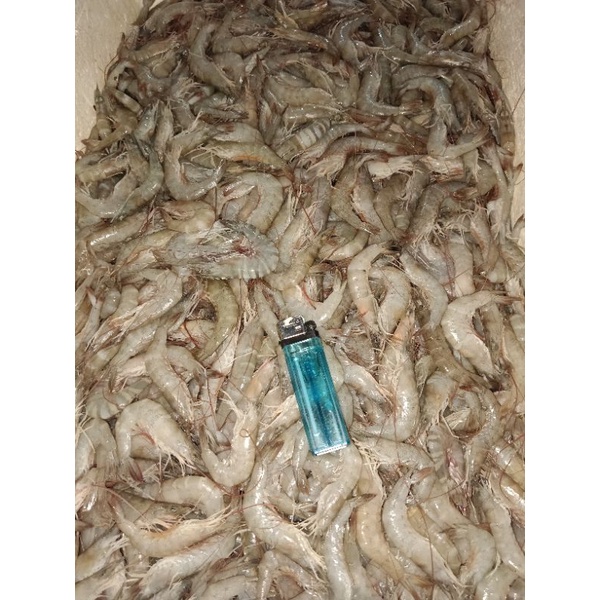 Jual Udang api api segar 1kg | Shopee Indonesia