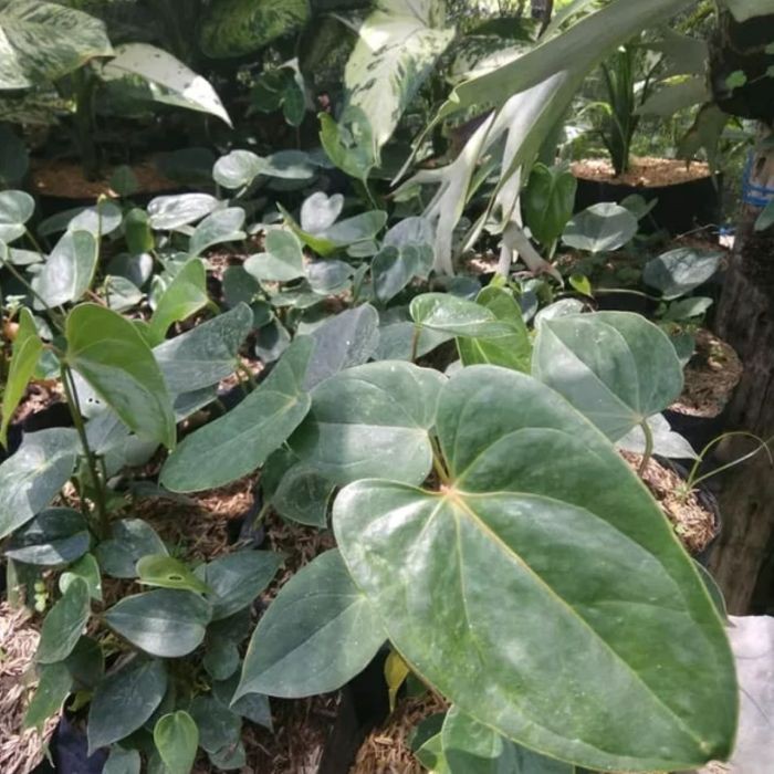 Jual tanaman hias indoor anthurium bunga cantik giant/antorium | Shopee ...