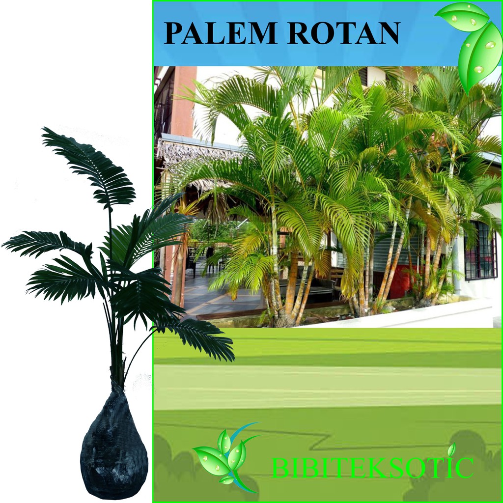 Jual Tanaman Palem Rotan (Tinggi 25-35 cm) | Shopee Indonesia