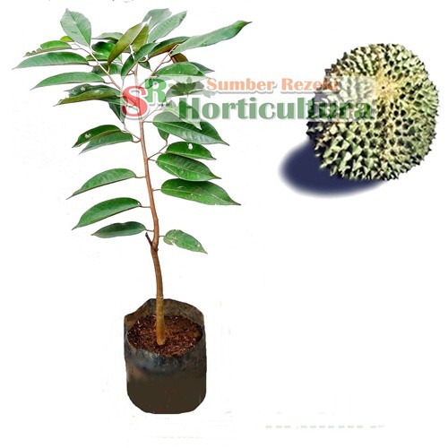 Jual Durian DURI HITAM | Shopee Indonesia