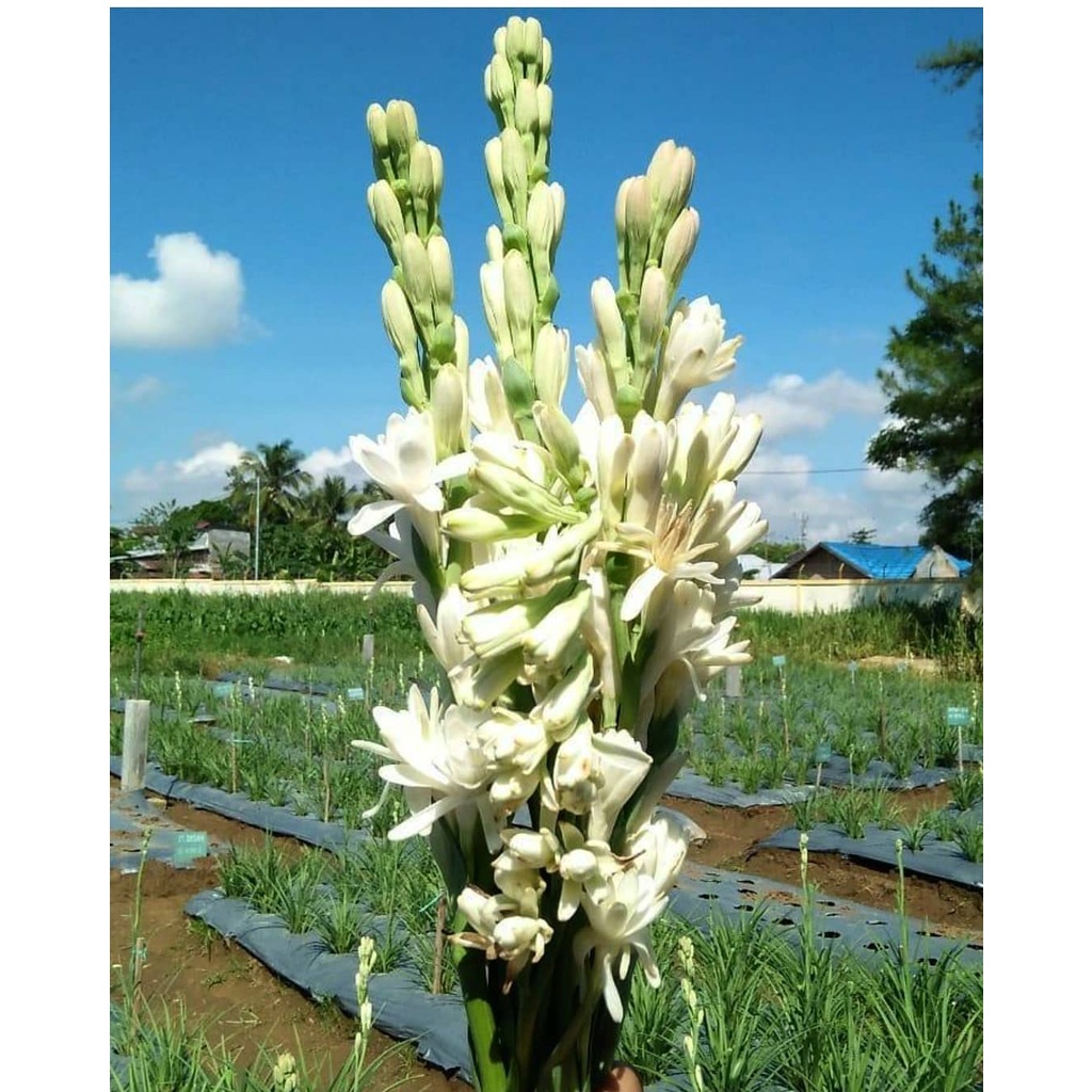 Jual TANAMAN HIAS BUNGA SEDAP MALAM PROMO KUALITAS SUPER TANAMAN HIAS ...