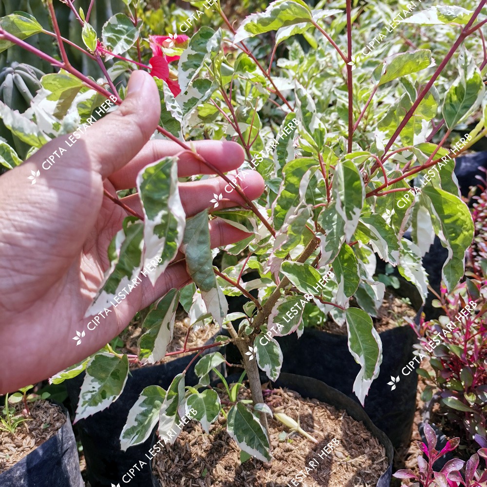 Jual Bibit Tanaman Bunga Sepatu Varigata Pohon Kembang Sepatu Merah ...