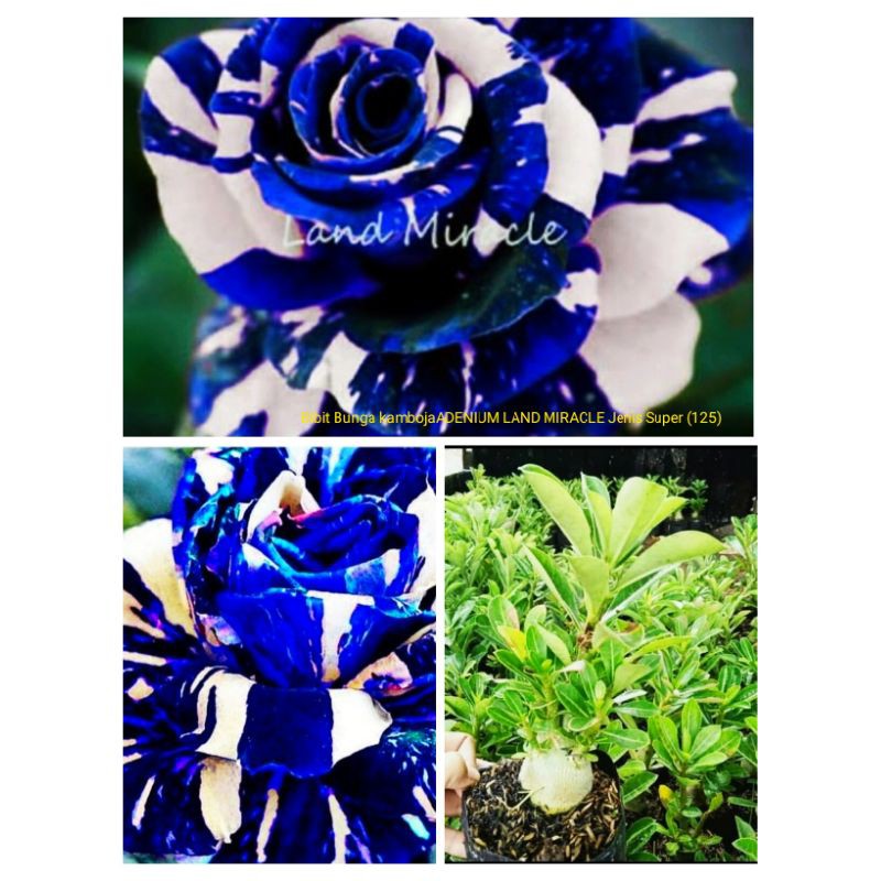 Jual Bibit pohon bunga kamboja ADENIUM LAND MIRACLE Jenis super Warna ...