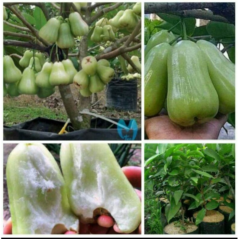 Jual Bibit Jambu Air Madu Deli Super Asal Cangkok Batang Produktif Siap ...