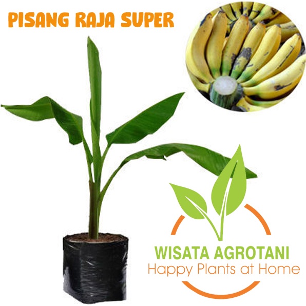 Jual BIBIT PISANG RAJA SUPER UKURAN BUAH BESAR AGRO WISATANI | Shopee ...