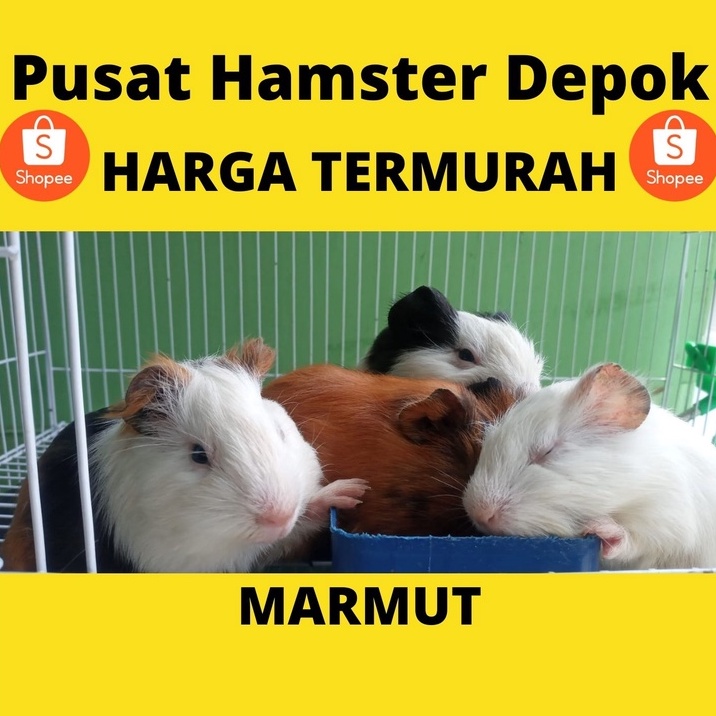 Jual Marmut | Shopee Indonesia