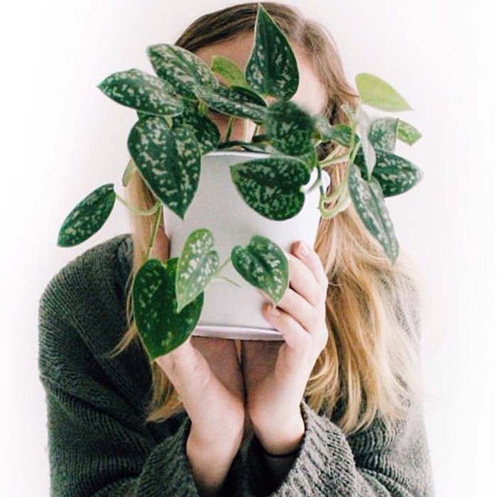 Jual Tanaman Hias - Philodendron Silver Splash Satin Pothos (IMPORT ...