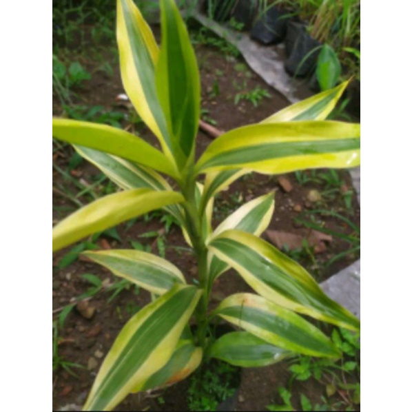 Jual pohon bambu hoki parigata kuning perbatang(tanaman) | Shopee Indonesia