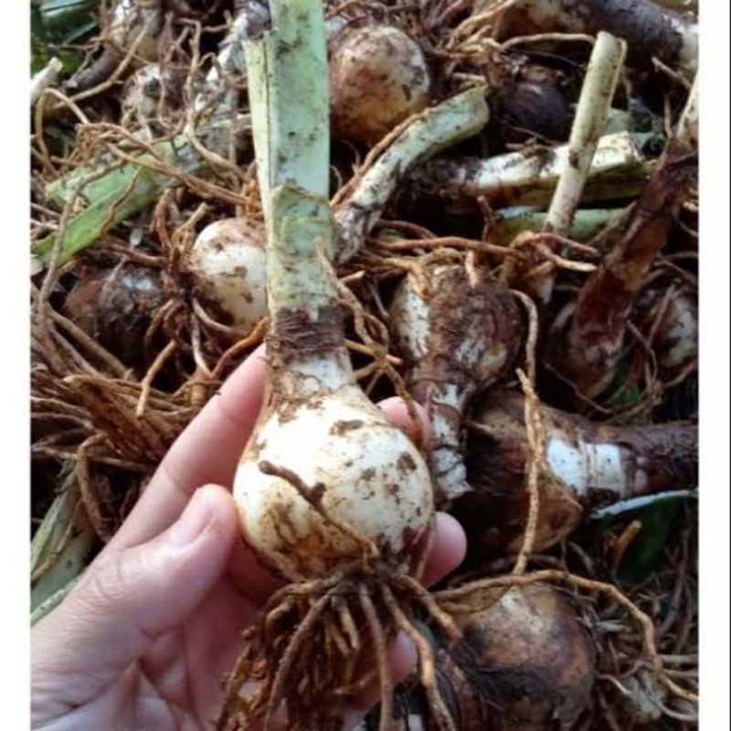 Jual umbi amarilis (hippeastrum) (10 biji) - umbi banyak warna - umbi ...