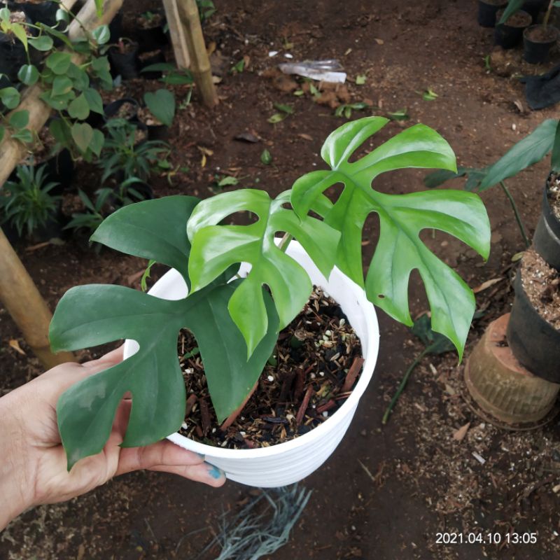 Jual raphidophora tetrasperma / monstera mini | Shopee Indonesia