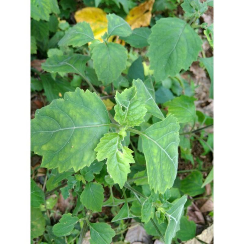 Jual daun dilem atau daun nilam segar fresh langsung petik 500gram ...