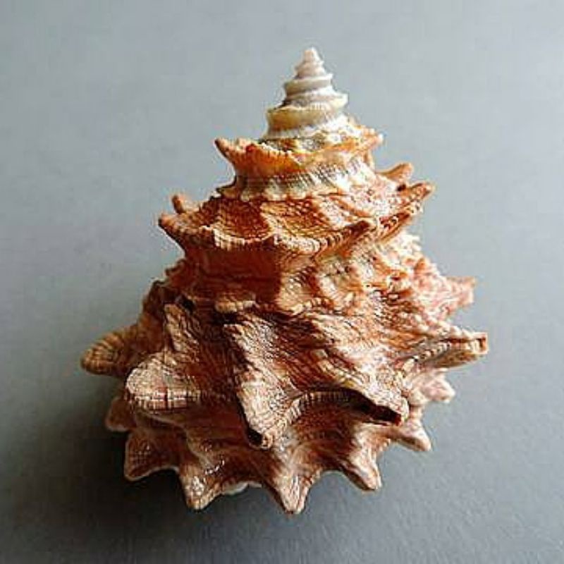 Jual TECTARIUS PAGODUS / PAGODA SHELL CANGKANG KERANG LANGKA RUMAH ...