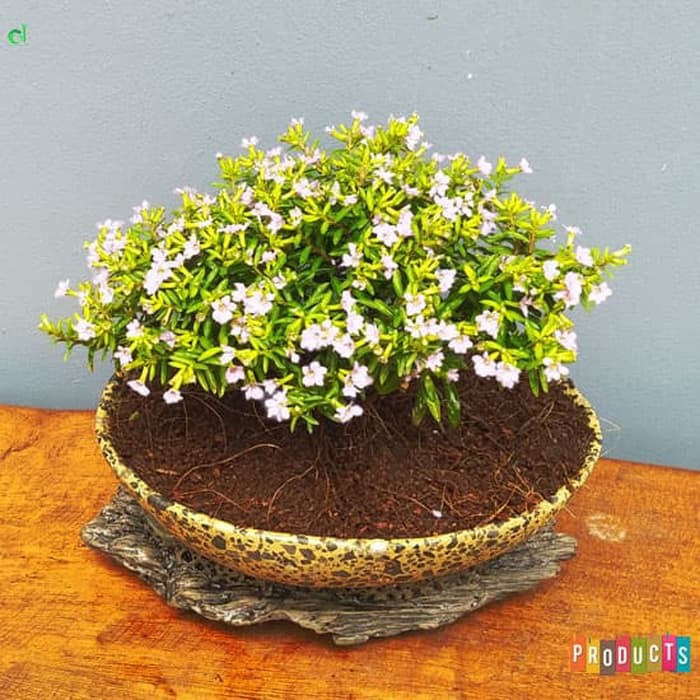 Jual Tanaman Taiwan putih / cuphea hyssopifolia white | Shopee Indonesia