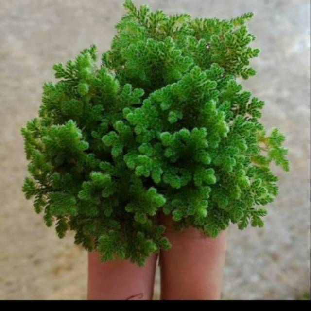Jual Bibit Azolla Pinata Microphylla Azolla Murah Bibit Indukan ...