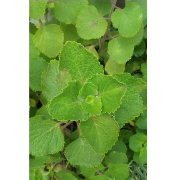 Jual per ikat Pelancar Asi Daun Bangun Bangun Torbangun | Shopee Indonesia