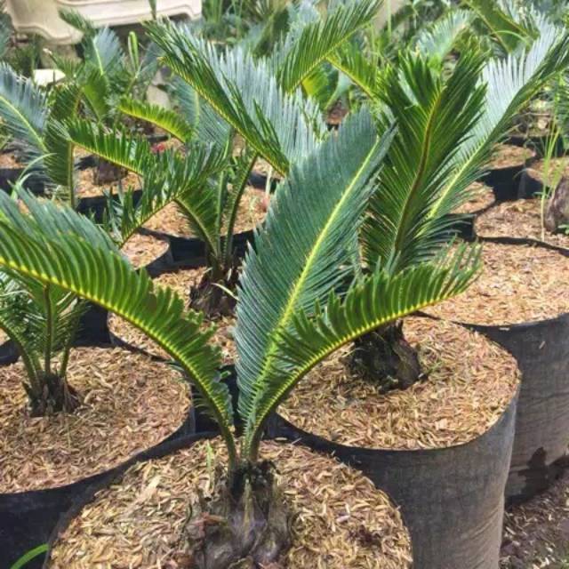 Jual Tanaman Sikas Cycas Pakis Haji | Shopee Indonesia
