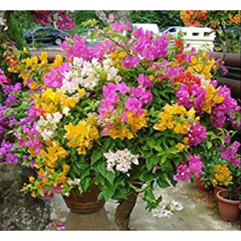 Jual Bibit bugenvil 3warna (COD) | Shopee Indonesia