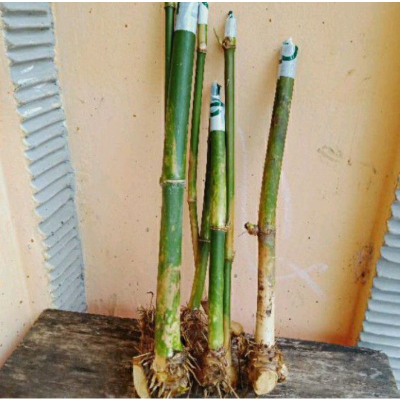 Jual Tanaman Hias Bambu Hias Bambu Mini bambu jepang mini | Shopee ...