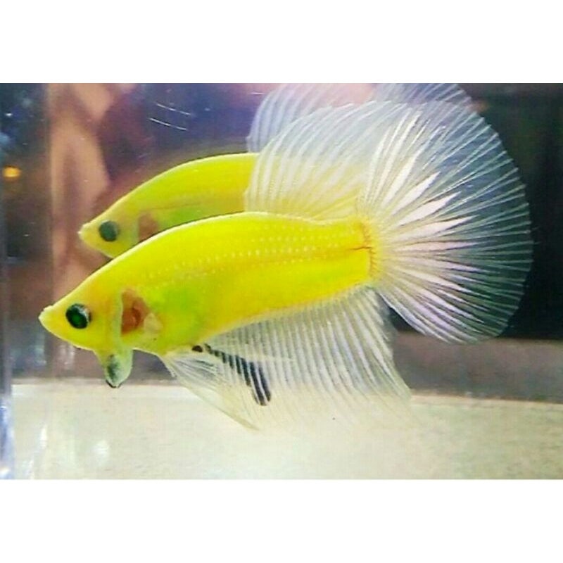 Jual Halfmoon Neon Glow Electrict ( New Strain ) | Shopee Indonesia