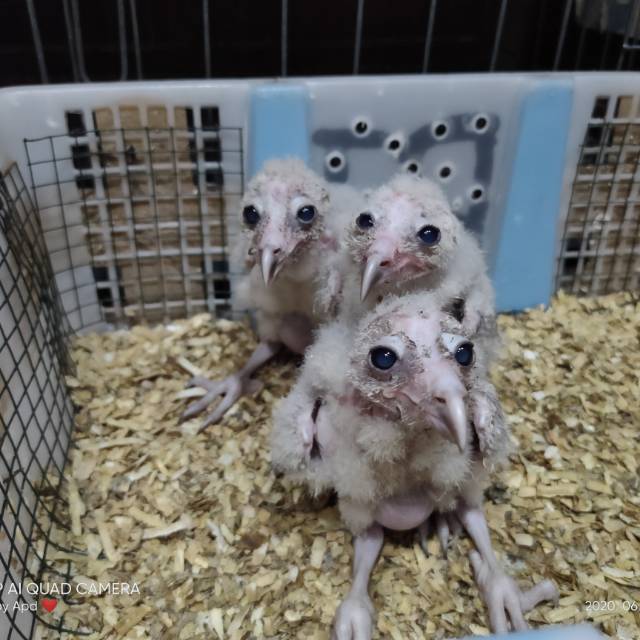 Jual Burung hantu Tyto Alba/barn owl | Shopee Indonesia Jual Burung hantu Tyto Alba/barn owl | Shopee Indonesia