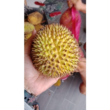 Jual buah lai lay elai elay kupas asli kalimantan | Shopee Indonesia