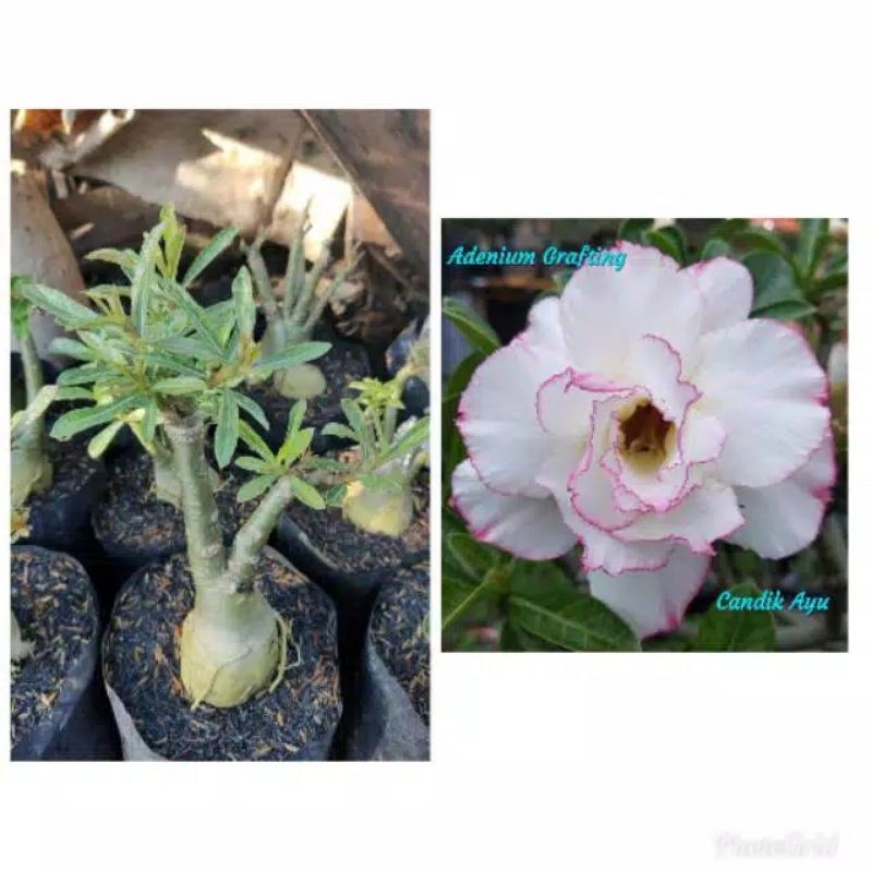 Jual Adenium bunga tumpuk | Shopee Indonesia