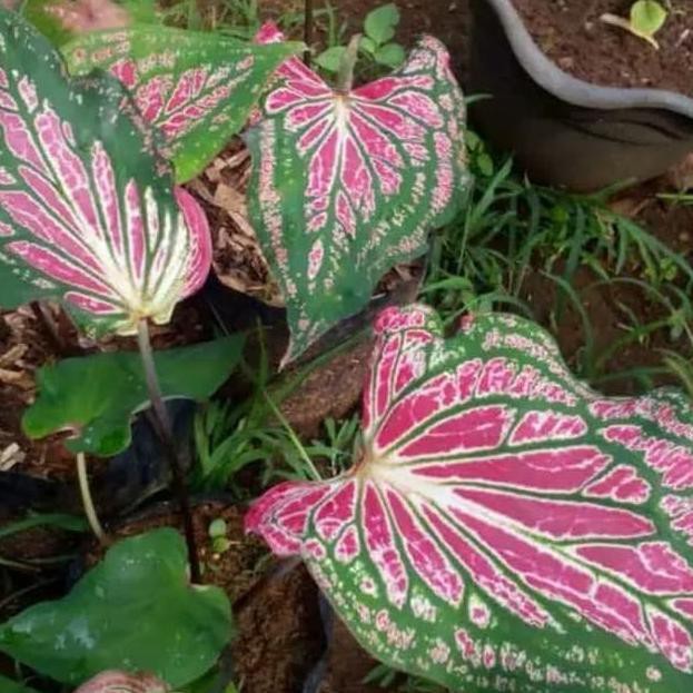 Jual FT-14>> Tanaman Hias Daun Keladi Wayang Pola Batik Unik Bibit Daun ...