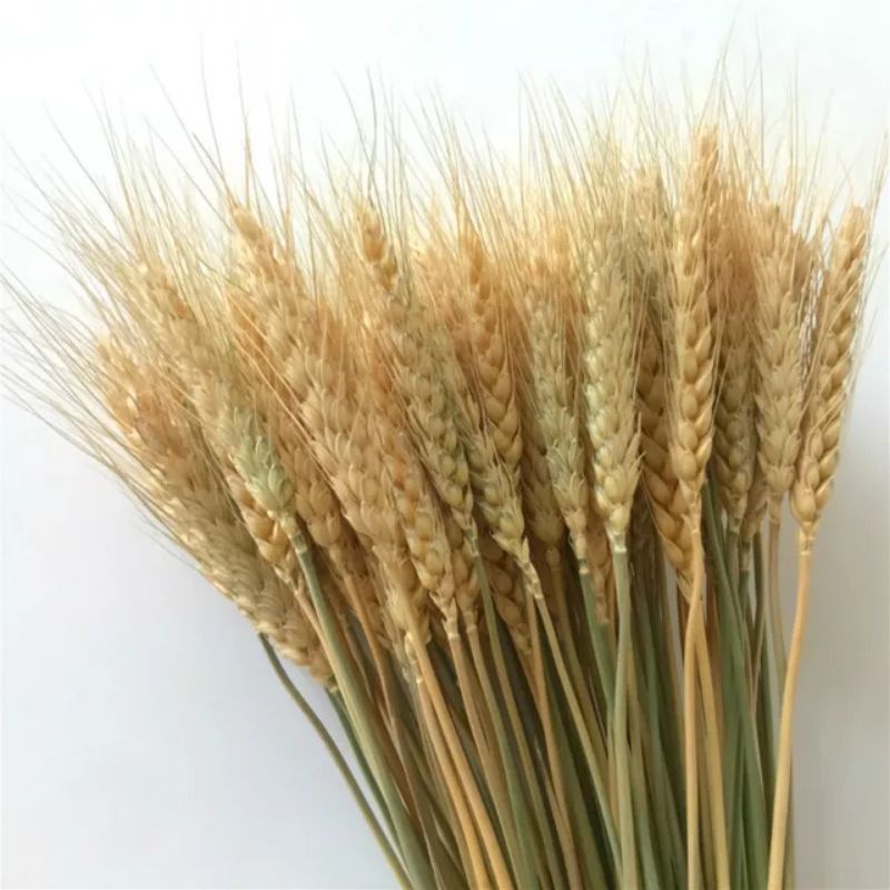 Jual 50 tangkai Gandum Wheat Hiasan Vas Guci Buket Bunga Kering Dried ...