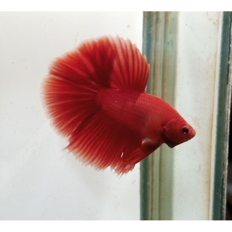 Jual ikan cupang HM super red | Shopee Indonesia