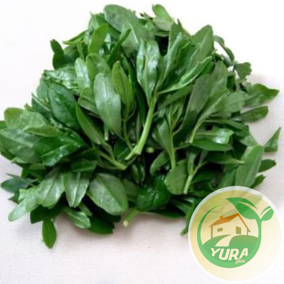 Jual DAUN GINSENG Organik 100% Sayur Segar Organic | Shopee Indonesia