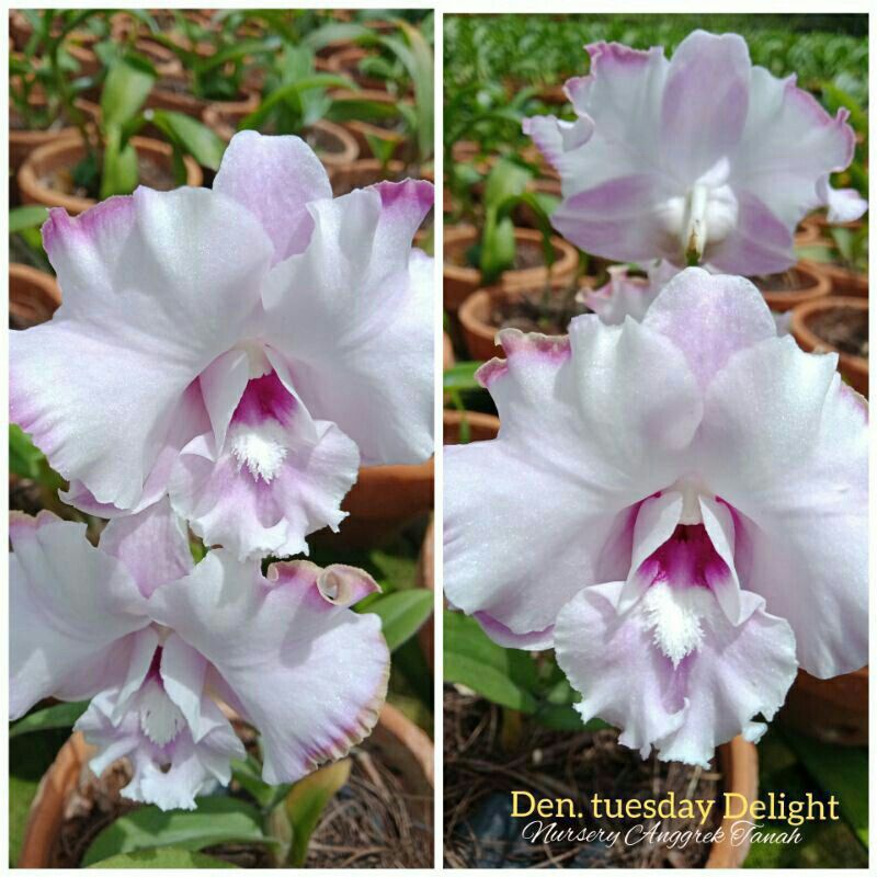 Jual ANGGREK DENDROBIUM TUESDAY DELIGHT | Shopee Indonesia