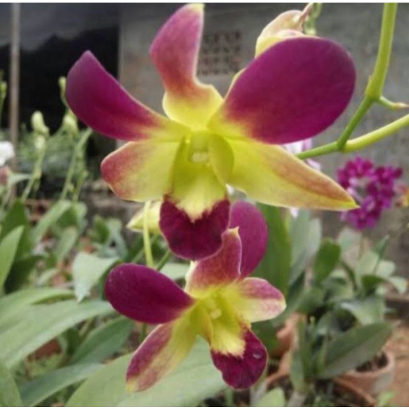 Jual Pohon Bunga Anggrek Dendrobium Dewasa Pramote Ckai Oka Siap Spike ...