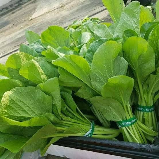 Jual 1000 BUTIR BIJI SAWI CAISIM MANIS (REPACK) | Shopee Indonesia