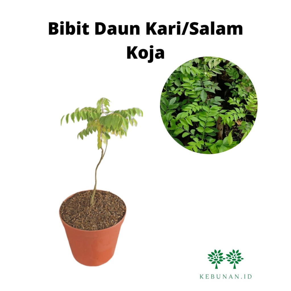 Jual Bibit Daun Kari/Pohon Daun Kari Untuk Bumbu Masak/Salam Koja ...