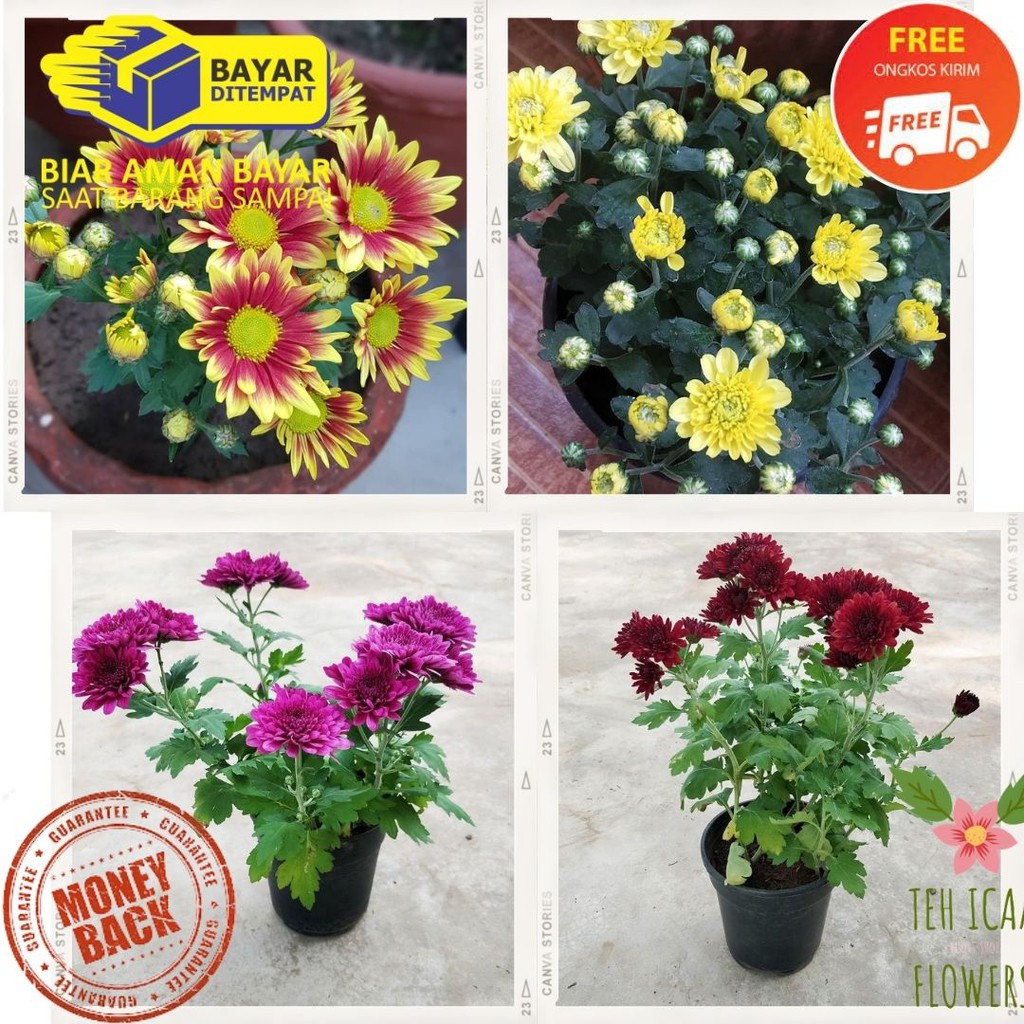 Jual 4 POHON BUNGA ASTER REMIX GRADE A BUNGA KRISAN ASTER HIDUP BUNGA ...