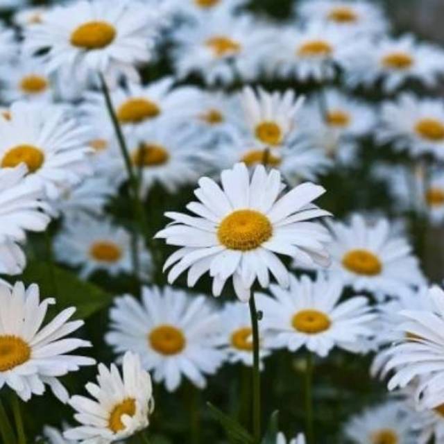 Jual Bibit Bunga African Daisy / Osteospermum / Bibit Bunga Alaska ...