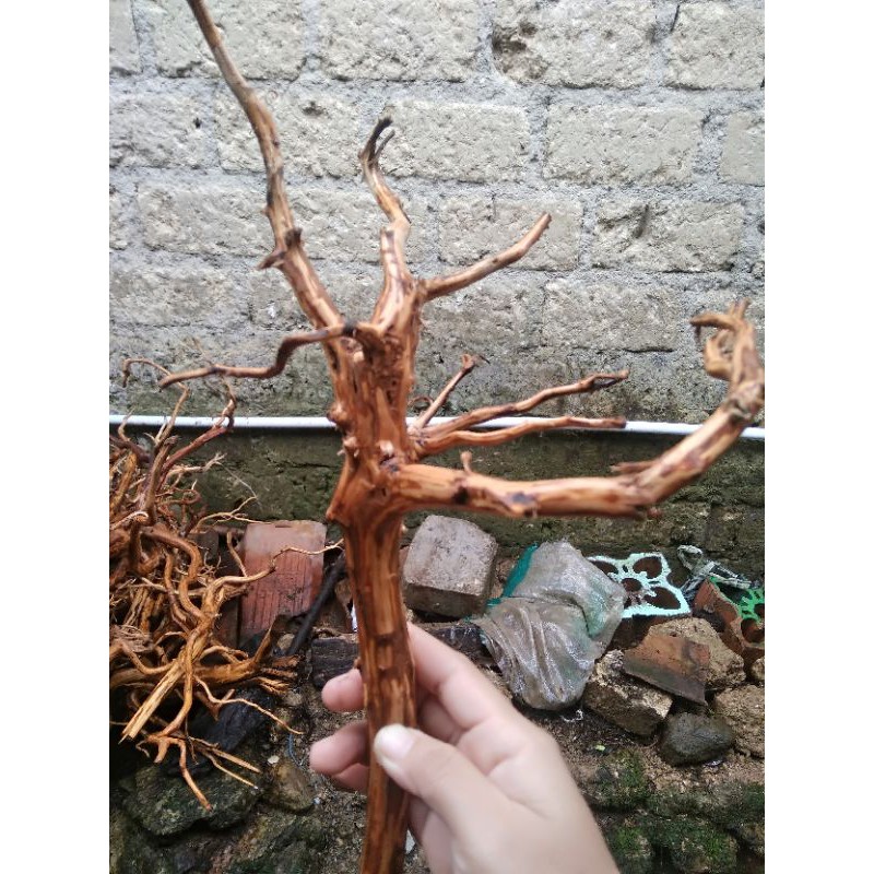 Jual akar Rasamala ukuran s tanaman aquascepe | Shopee Indonesia