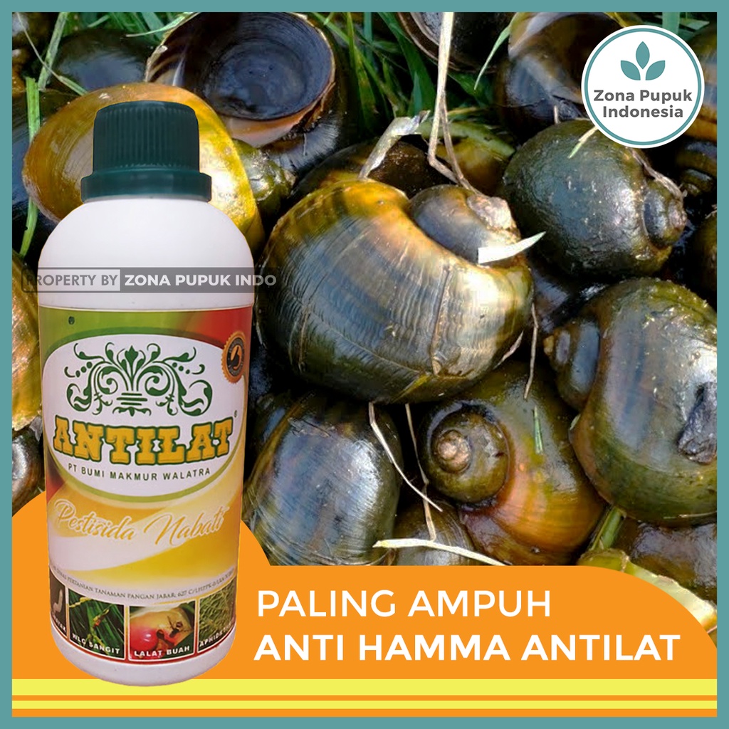 Jual Pupuk Pestisida Organik Cair Racun Anti Hama Pembasmi Keong Mas Obat Anti Hama ANTILAT ...