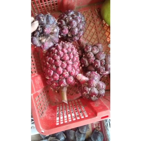 Jual honje laka(honje merah) | Shopee Indonesia