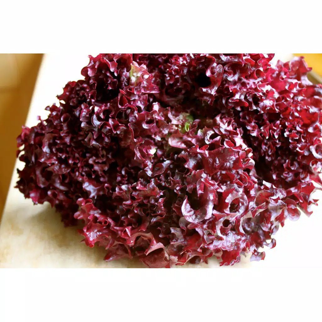 Jual Benih Selada Merah Kriwil | Shopee Indonesia