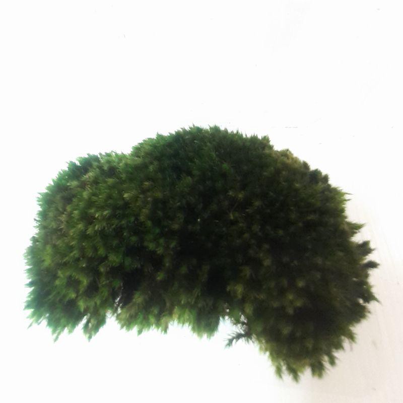 Jual Tanaman Moss Paludarium - Tanaman Paludarium Moss Darat - Tanaman ...
