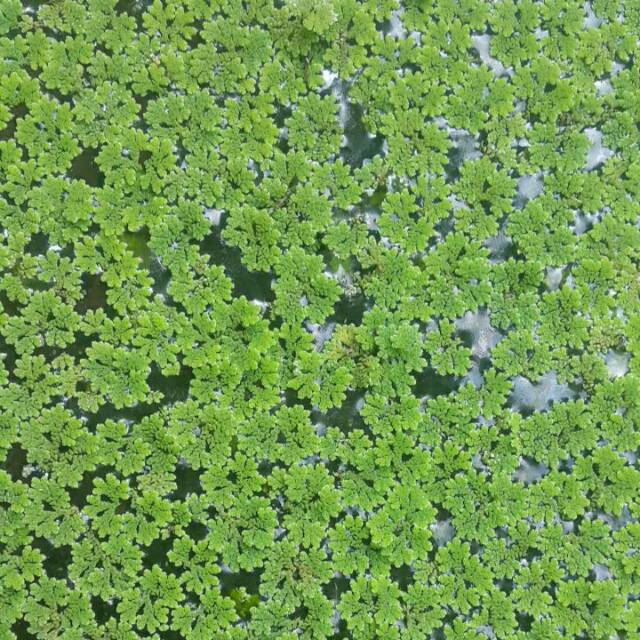 Jual Azola, azola mikrophyla, bibit azola, rumput azola, tanaman azola ...