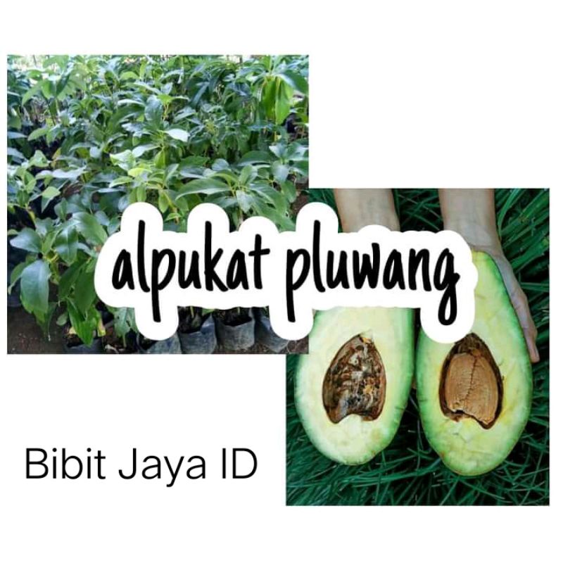 Jual Bibit Tanaman Alpukat Pluwang - Hasil Okulasi | Shopee Indonesia