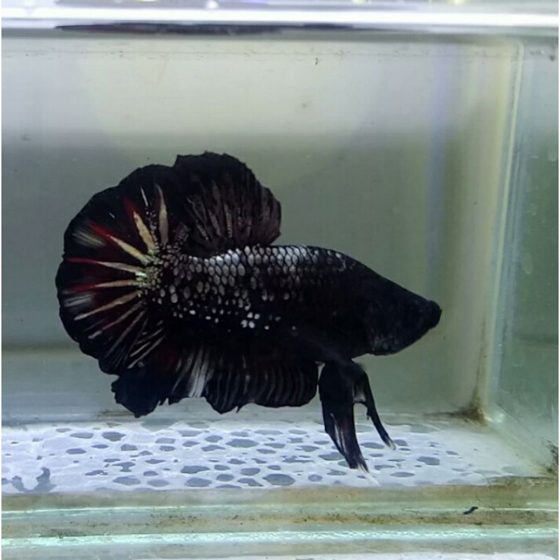 Jual Avatar Gold Copper | Shopee Indonesia