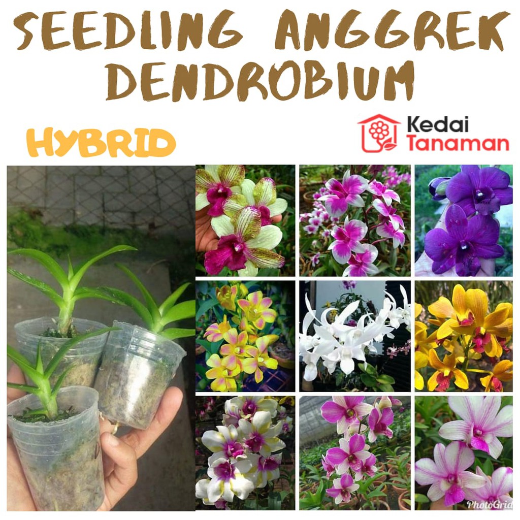 Jual Anggrek Dendrobium Seedling - Bunga Anggrek Dendrobium Seedling ...