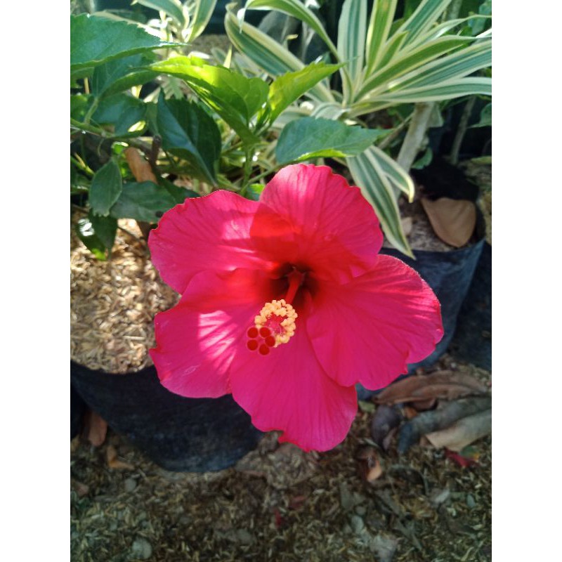 Jual Hibiscus Fresh (bunga sepatu) | Shopee Indonesia