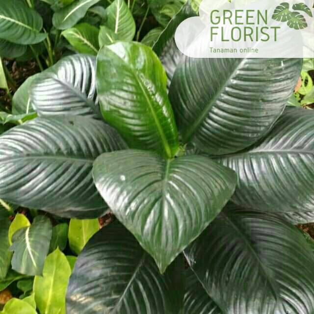 Jual Tanaman hias indoor Peace lily Muanaloa besar daun tebal | Shopee ...