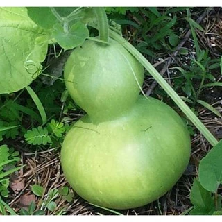 Jual Labu Cina Terlengkap & Harga Terbaru Mei 2024 | Shopee Indonesia