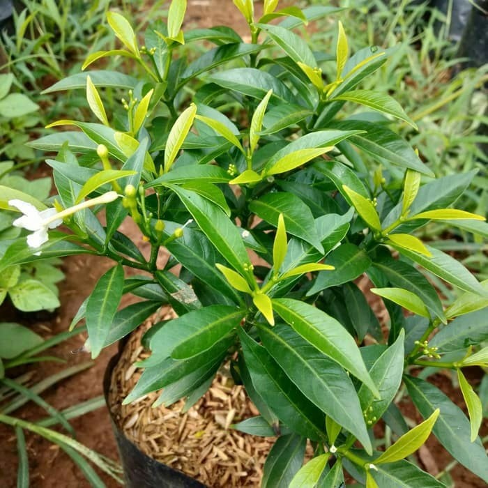 Jual Tanaman Hias rambosa mini - rembosa golden - rambosa . | Shopee ...