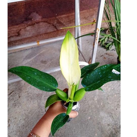 Jual Best Feedback Tanaman Hias Philo Katak Variegata | Shopee Indonesia